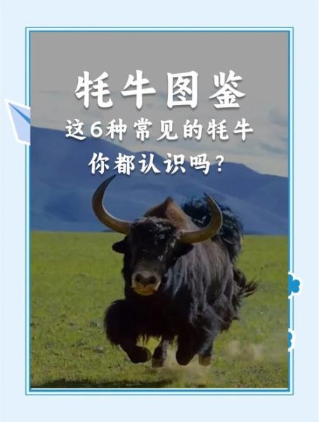 牦牛多少钱一头_牦牛价格影响因素-第3张图片-山城妙识