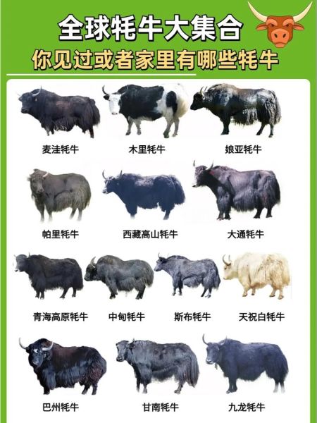 牦牛多少钱一头_牦牛价格影响因素-第2张图片-山城妙识