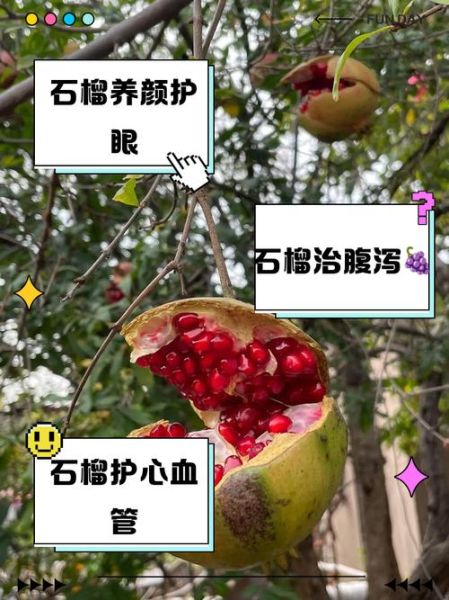 石榴的药用价值有哪些_石榴怎么吃最养生-第1张图片-山城妙识