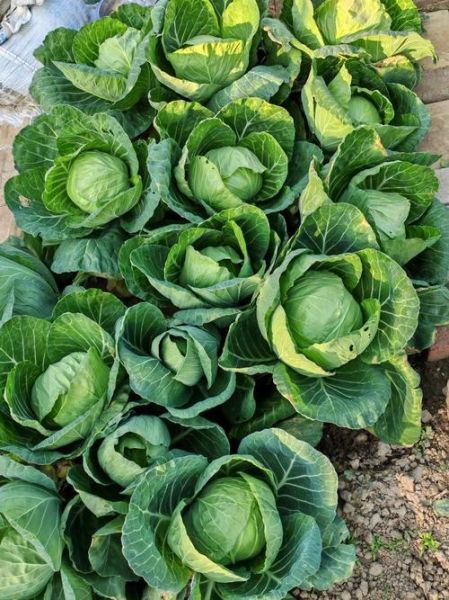 炒甘蓝要不要放醋_甘蓝炒多久才脆-第1张图片-山城妙识