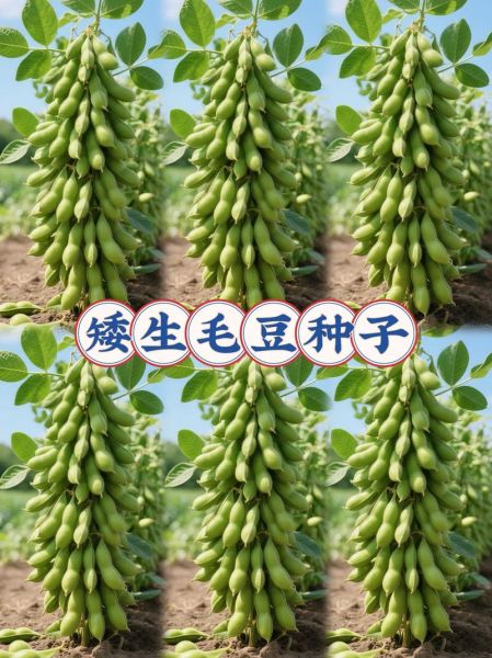 毛豆的功效与作用_毛豆的禁忌有哪些-第1张图片-山城妙识 毛豆的功效与作用_毛豆的禁忌有哪些-第1张图片-山城妙识