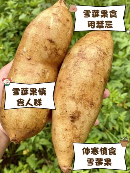 雪莲果哪些人不能吃_雪莲果禁忌人群-第3张图片-山城妙识