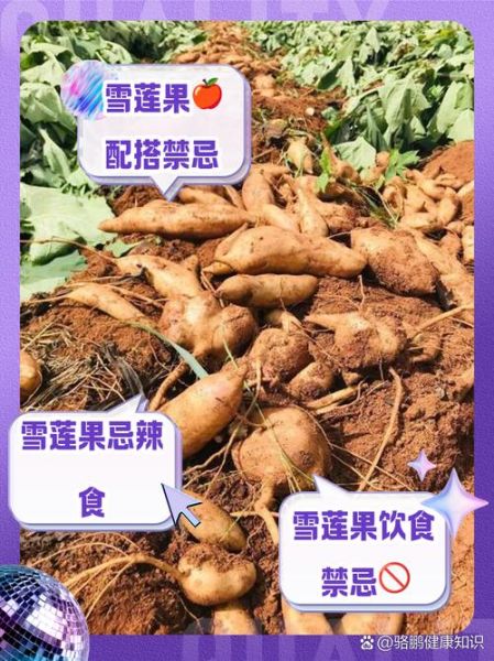 雪莲果哪些人不能吃_雪莲果禁忌人群-第1张图片-山城妙识