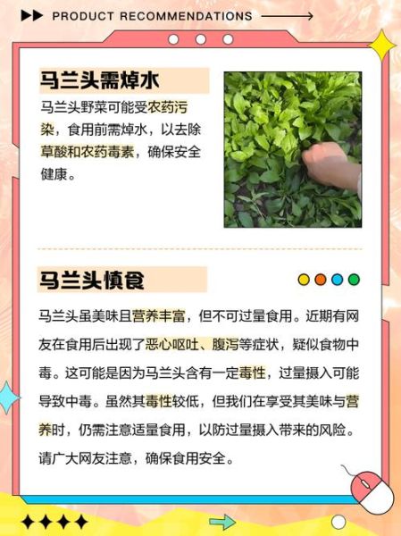 马兰头不能和什么一起吃_马兰头相克食物有哪些-第3张图片-山城妙识 马兰头不能和什么一起吃_马兰头相克食物有哪些-第3张图片-山城妙识