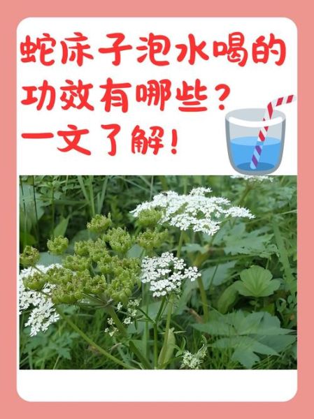 蛇床子壮阳怎么用_蛇床子壮阳配方与禁忌-第1张图片-山城妙识