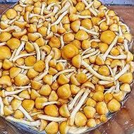 滑菇怎么做好吃_滑菇营养价值-第1张图片-山城妙识