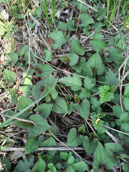 鱼腥草为什么被禁用_鱼腥草致癌是真的吗-第3张图片-山城妙识