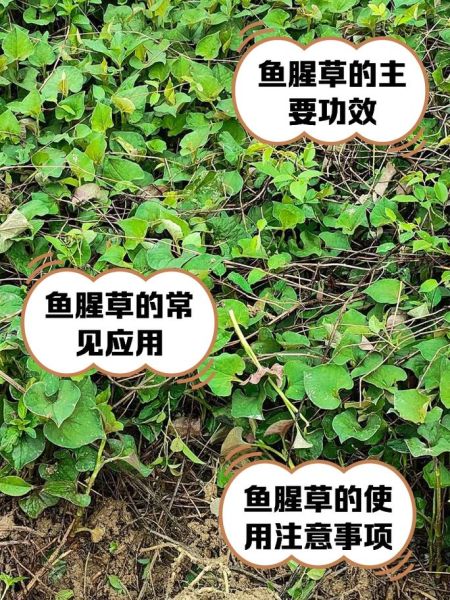 鱼腥草为什么被禁用_鱼腥草致癌是真的吗-第1张图片-山城妙识