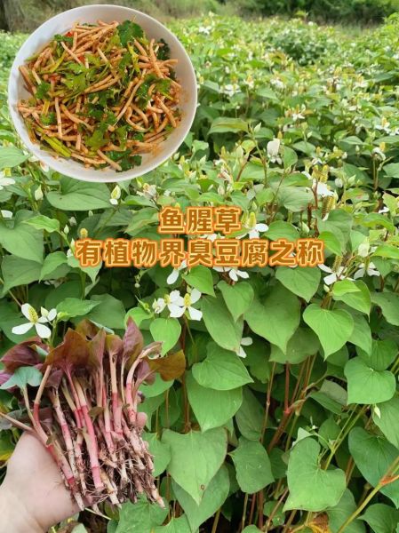 鱼腥草为什么被禁用_鱼腥草致癌是真的吗-第2张图片-山城妙识