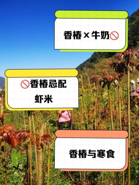 香椿不能和什么一起吃_哪些人不能吃香椿-第2张图片-山城妙识