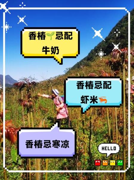 香椿不能和什么一起吃_哪些人不能吃香椿-第3张图片-山城妙识