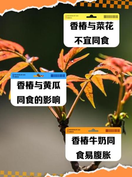 香椿不能和什么一起吃_哪些人不能吃香椿-第1张图片-山城妙识