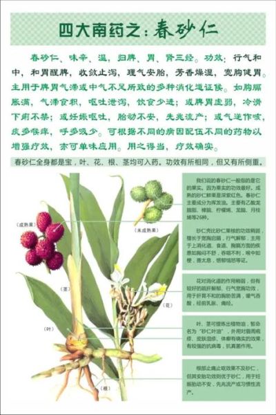 阳春砂仁的功效与作用_怎么吃才有效-第1张图片-山城妙识
