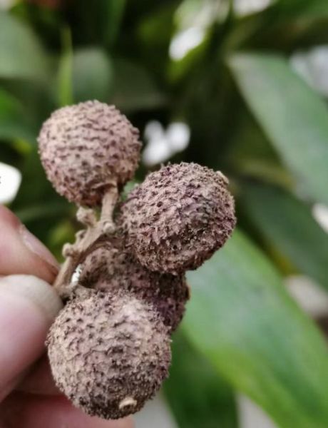 阳春砂仁的功效与作用_怎么吃才有效-第3张图片-山城妙识