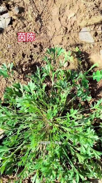 茵陈能提高性功能吗_茵陈对男性性功能的影响-第1张图片-山城妙识