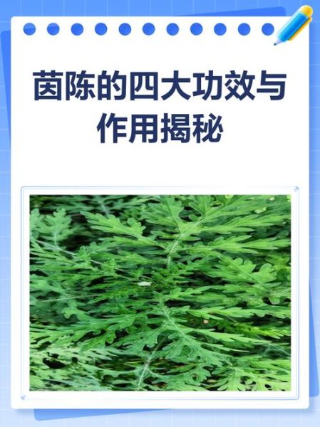 茵陈能提高性功能吗_茵陈对男性性功能的影响-第3张图片-山城妙识