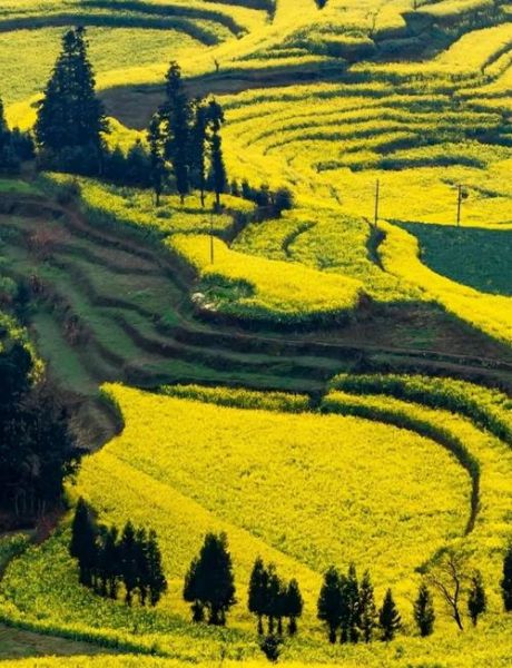 罗平油菜花什么时候开_罗平油菜花最佳观赏地点-第1张图片-山城妙识 罗平油菜花什么时候开_罗平油菜花最佳观赏地点-第1张图片-山城妙识