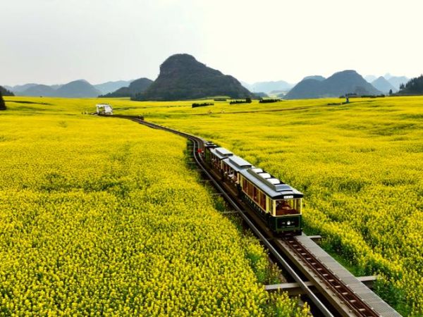 罗平油菜花什么时候开_罗平油菜花最佳观赏地点-第3张图片-山城妙识 罗平油菜花什么时候开_罗平油菜花最佳观赏地点-第3张图片-山城妙识