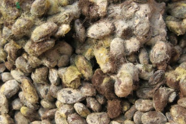 豆豉发酵正常霉图片_豆豉发霉还能吃吗-第3张图片-山城妙识 豆豉发酵正常霉图片_豆豉发霉还能吃吗-第3张图片-山城妙识