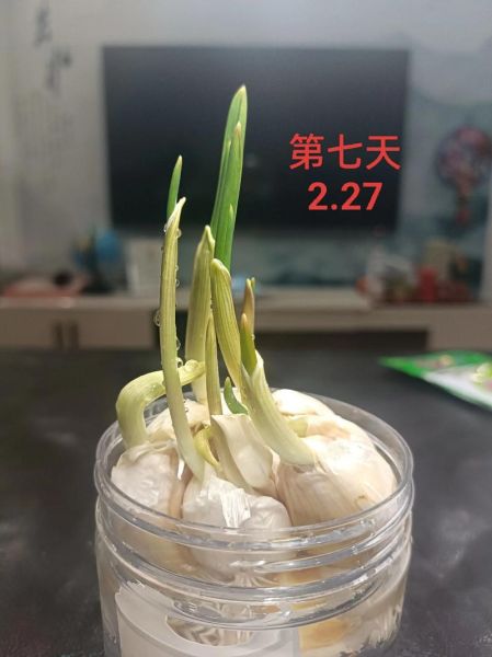 小学生种大蒜步骤图解_怎么在家水培大蒜-第2张图片-山城妙识 小学生种大蒜步骤图解_怎么在家水培大蒜-第2张图片-山城妙识