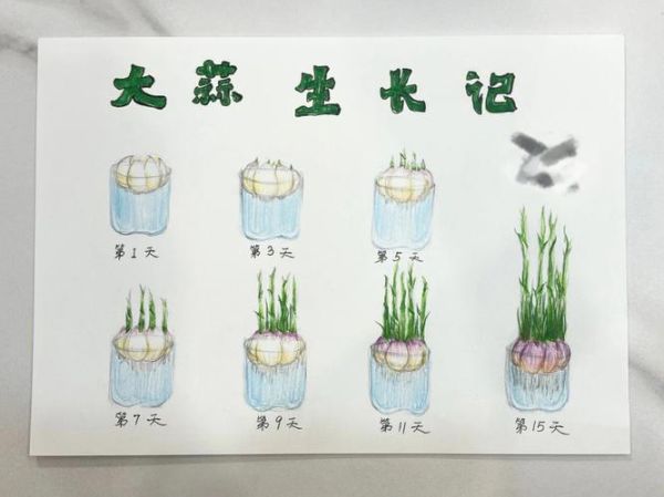 小学生种大蒜步骤图解_怎么在家水培大蒜-第3张图片-山城妙识 小学生种大蒜步骤图解_怎么在家水培大蒜-第3张图片-山城妙识