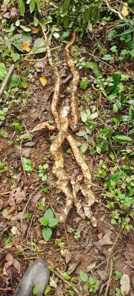 野生山药图片_如何辨别真假野生山药-第2张图片-山城妙识 野生山药图片_如何辨别真假野生山药-第2张图片-山城妙识