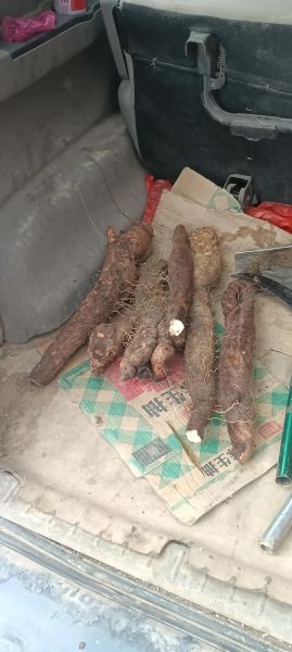 野生山药图片_如何辨别真假野生山药-第3张图片-山城妙识 野生山药图片_如何辨别真假野生山药-第3张图片-山城妙识