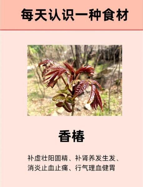 吃香椿的好处和坏处_香椿吃多了有什么副作用-第1张图片-山城妙识 吃香椿的好处和坏处_香椿吃多了有什么副作用-第1张图片-山城妙识