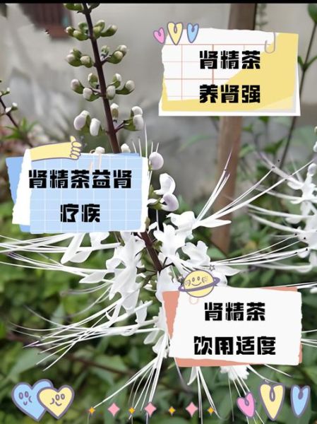 补肾茶真的有用吗_适合长期喝吗-第1张图片-山城妙识