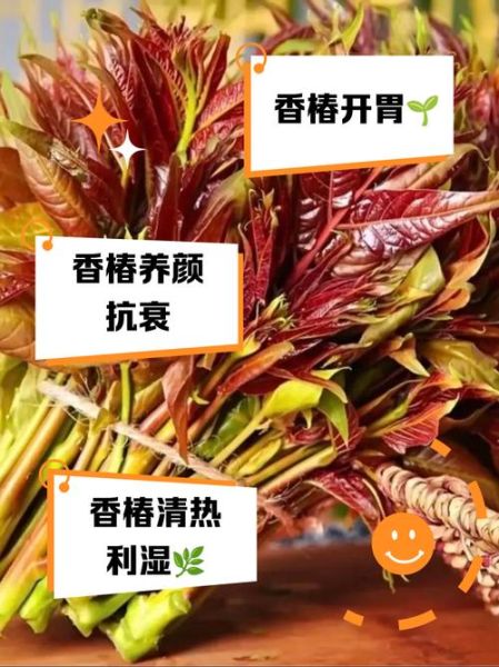 吃香椿的好处和坏处_香椿吃多了有什么副作用-第3张图片-山城妙识 吃香椿的好处和坏处_香椿吃多了有什么副作用-第3张图片-山城妙识