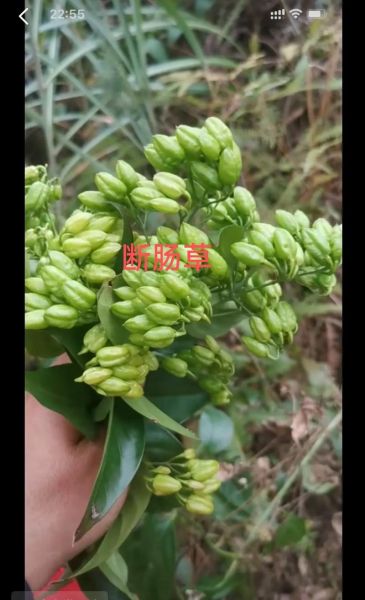 断肠草的功效与作用_断肠草的正确使用方法-第1张图片-山城妙识