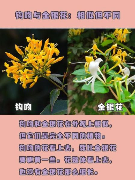 断肠草的功效与作用_断肠草的正确使用方法-第2张图片-山城妙识