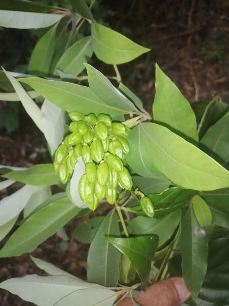 断肠草的功效与作用_断肠草的正确使用方法-第3张图片-山城妙识