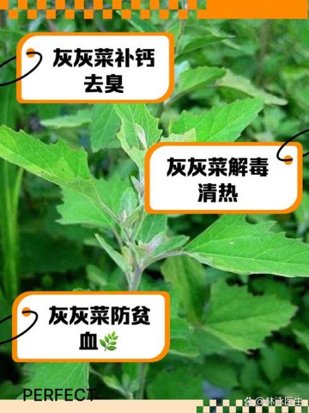 灰菜有毒吗_不能吃的灰菜图片长什么样-第1张图片-山城妙识 灰菜有毒吗_不能吃的灰菜图片长什么样-第1张图片-山城妙识