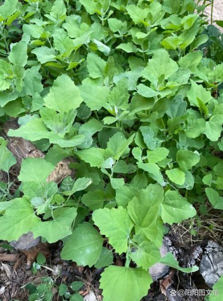 灰菜有毒吗_不能吃的灰菜图片长什么样-第3张图片-山城妙识 灰菜有毒吗_不能吃的灰菜图片长什么样-第3张图片-山城妙识