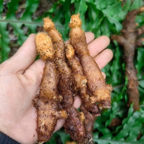 毛姜别名有哪些_毛姜与生姜区别是什么-第1张图片-山城妙识