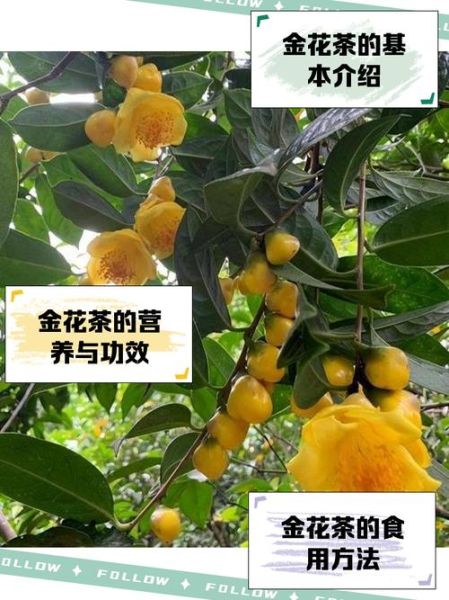 金花茶的功效与作用_金花茶怎么喝效果最好-第1张图片-山城妙识