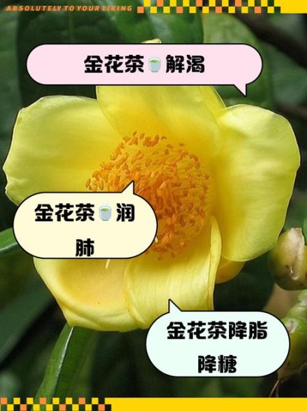 金花茶的功效与作用_金花茶怎么喝效果最好-第2张图片-山城妙识