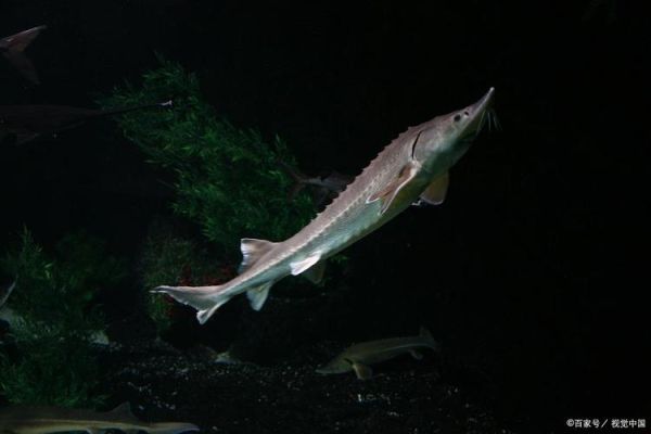 海水鱼图片怎么拍_海水鱼高清图哪里找-第2张图片-山城妙识