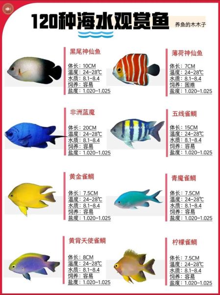 海水鱼图片怎么拍_海水鱼高清图哪里找-第3张图片-山城妙识