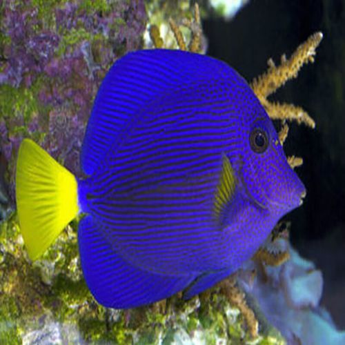 海水鱼图片怎么拍_海水鱼高清图哪里找-第1张图片-山城妙识