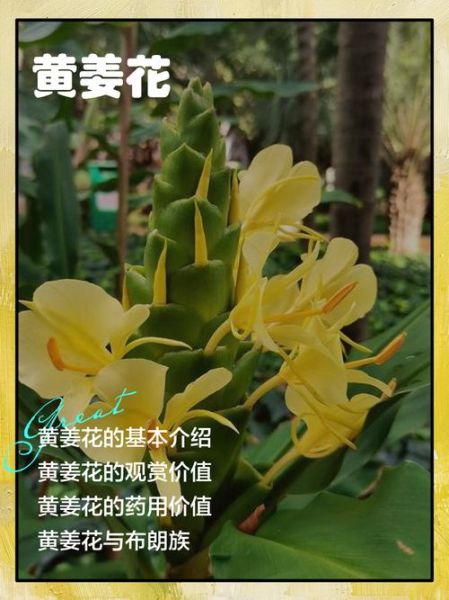 姜黄全株长什么样_姜黄根茎叶花图片解析-第1张图片-山城妙识