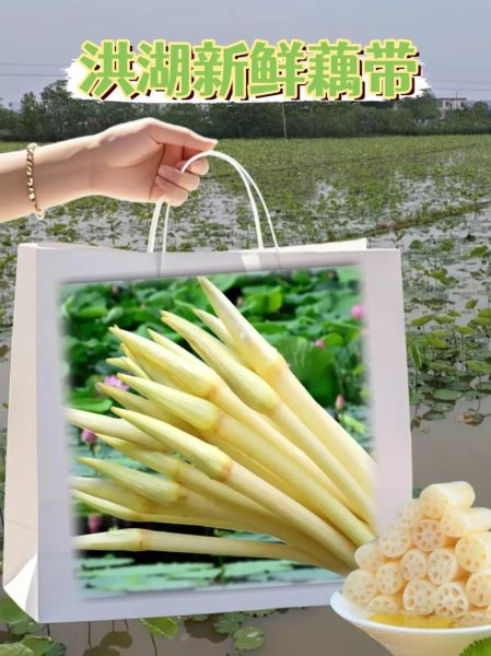 藕带图片大全大图_藕带怎么挑选最新鲜-第1张图片-山城妙识