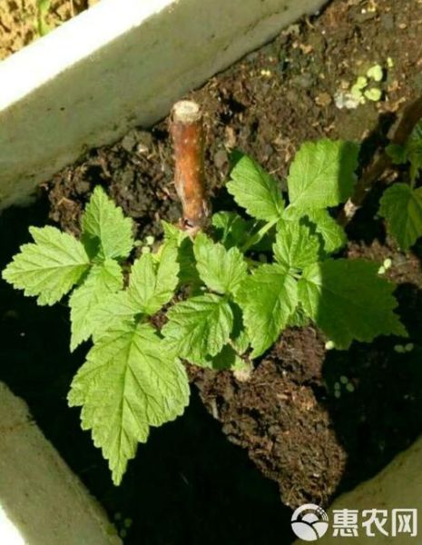 种树莓苗上当了怎么办_如何避免再次被骗-第3张图片-山城妙识