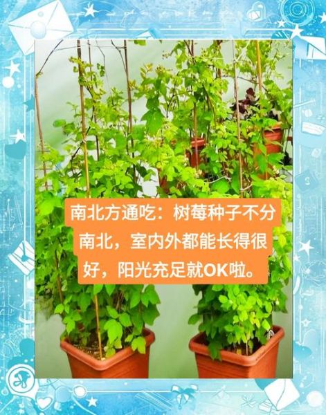 种树莓苗上当了怎么办_如何避免再次被骗-第2张图片-山城妙识