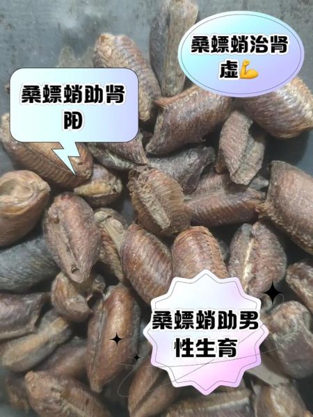 桑螵蛸的副作用有哪些_桑螵蛸吃了会上火吗-第2张图片-山城妙识