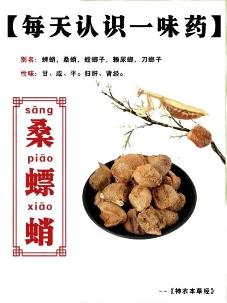 桑螵蛸的副作用有哪些_桑螵蛸吃了会上火吗-第1张图片-山城妙识