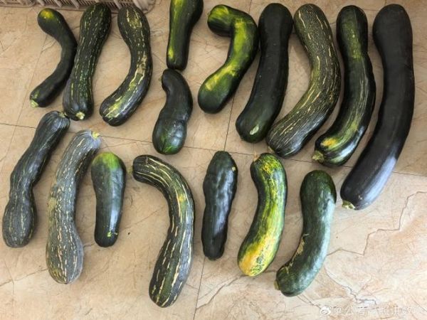 方瓜猪肉饺子馅怎么调_方瓜猪肉饺子馅的做法窍门-第1张图片-山城妙识