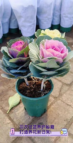羽衣甘蓝图片大全大图_羽衣甘蓝怎么养护-第2张图片-山城妙识
