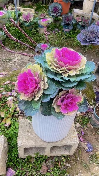 羽衣甘蓝图片大全大图_羽衣甘蓝怎么养护-第3张图片-山城妙识